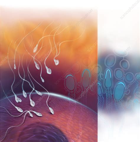 Spermatogenesis With Advanced Paternal Age Illustration Stock Image
