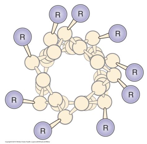 Biological Building Blocks II Flashcards Quizlet