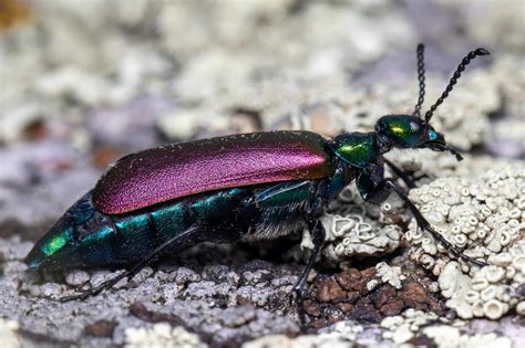 A Deep Dive Into The Fascinating World Of Purple Bugs