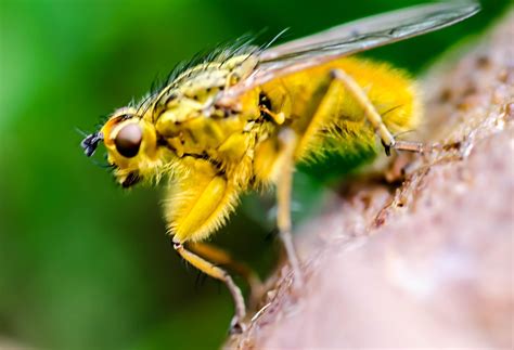 파리 곤충 Pixabay의 무료 사진 Pixabay