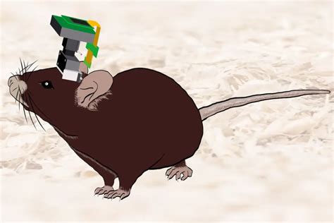 Claudia López Lloreda The Transmitter Neuroscience News And Perspectives