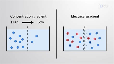 Concentration Gradient Biology