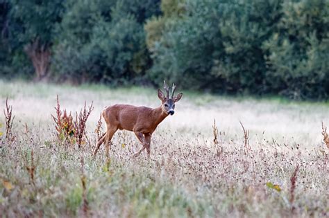 브로케이드라고 불리는 젊은 수컷 알 사슴이 숲에서 나와 먹이를 먹으러 나온다 갈색에 대한 스톡 사진 및 기타 이미지 갈색 근거리 초점 노루 Istock