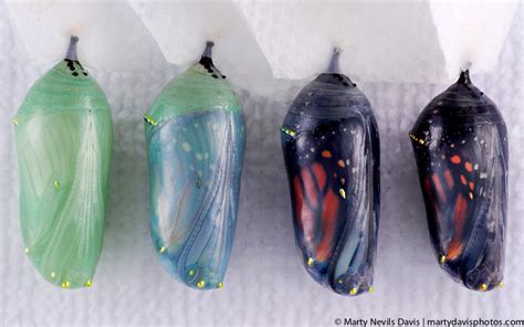 Monarch Butterfly Chrysalis Stages