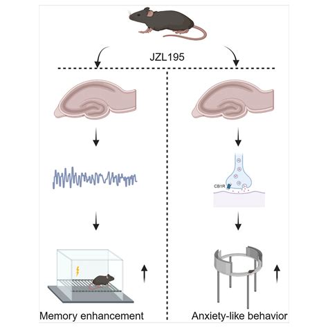 Inhibition Of Cannabinoid Degradation Enhances Hippocampal Contextual Fear Memory And Exhibits