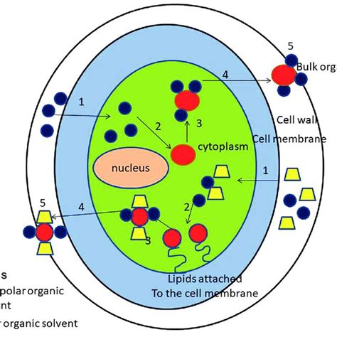 Schematic Representation Depicting The Solvent Extraction Of Oil From