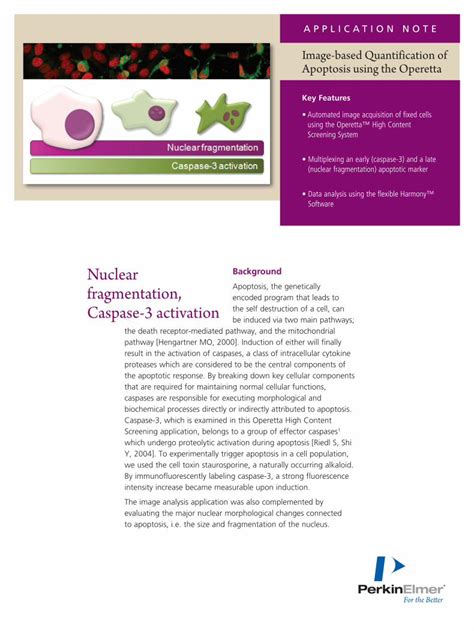 Pdf Nuclear Fragmentation Caspase 3 Activationbiochemical