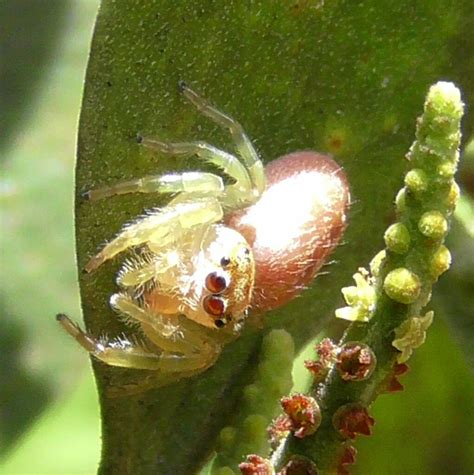 Garden Jumping Spiders From Watsonville Qld 4887 Australia On March 18