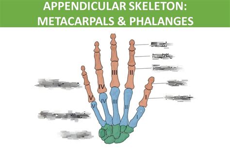 Metacarpals And Phalanges Diagram Quizlet
