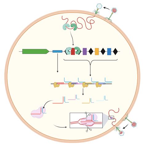 Bit 495 595 Genome Engineering Crispr Technologies Biotechnology