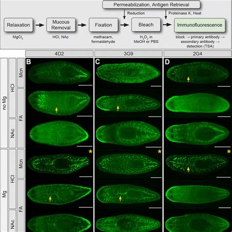 Reduction Of Autofluorescence In Formalin Fixed Paraffin Embedded