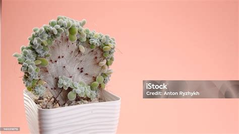 분홍색 배경에 사각형 냄비에 놀라운 즙이 많은 Echeveria Pulvinata 서리가 내린 크리스타타 0명에 대한 스톡 사진 및 기타 이미지 Istock
