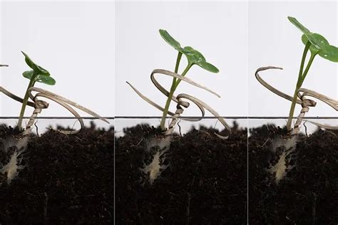 Understanding The 3d Ice Printing Process To Create Microscale