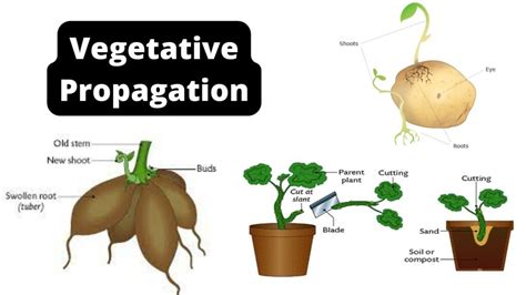Vegetative Propagation Define Vegetative Propagation