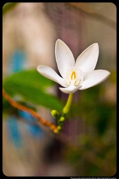 Sampaguita By Paysuandrewandre On Deviantart