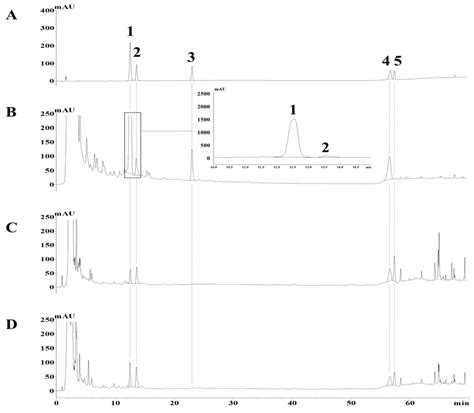 Hplc Chromatograms Of Five Standards A 1 Mgml And The Dn B 40 Download Scientific