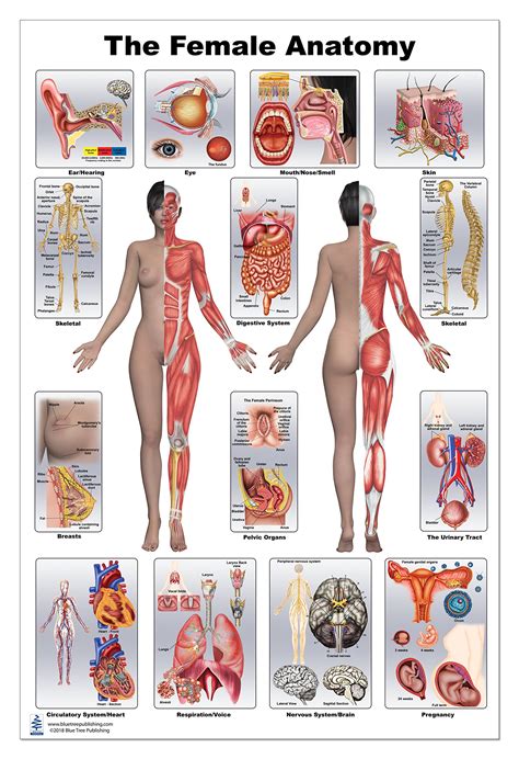 Female Body Anatomy Chart