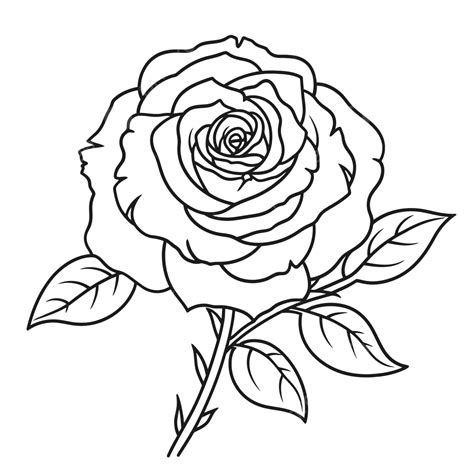 흰색 배경 색칠 페이지 개요 스케치 드로잉에 장미 꽃 벡터 간단한 장미 그리기 간단한 장미 개요 간단한 장미 스케치 Png 일러스트 및 벡터 에 대한 무료 다운로드
