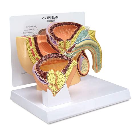 Uigjiog Male Pelvis W 3 D Prostate Model Mid Sagittal Desertcart