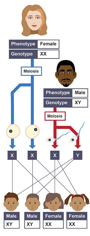 Sex Determination In Humans X And Y Chromosomes And Genetic Screening Ccea Gcse Combined