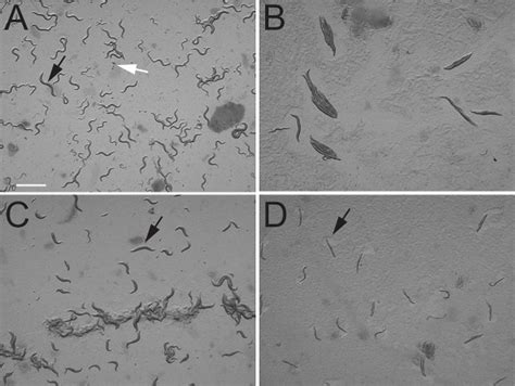 Large Scale Gene Knockdown In C Elegans Using DsRNA Feeding Libraries To Generate Robust Loss