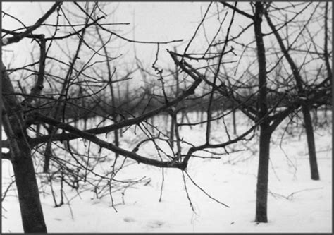 Институтът по Овощарство Пловдив Агротехнически практики Системи за формиране и резитба