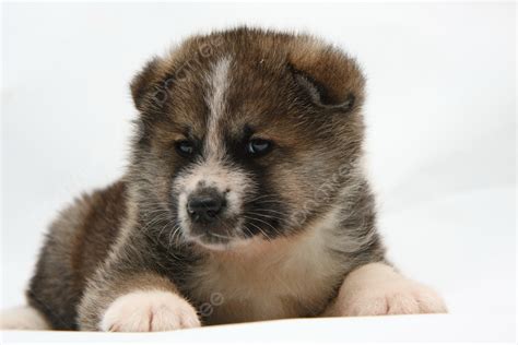 Akita Fondo De Escritorio 22600 Akita Fotografías De Stock Fotos E