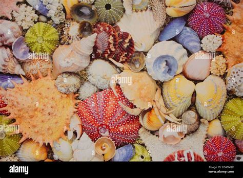 Different Conch Shells Stock Photo Alamy