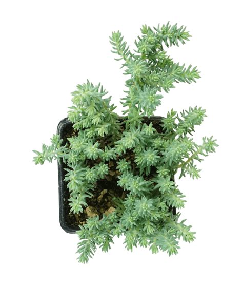 Sedum Reflexum Blue Spruce The Garden Corner