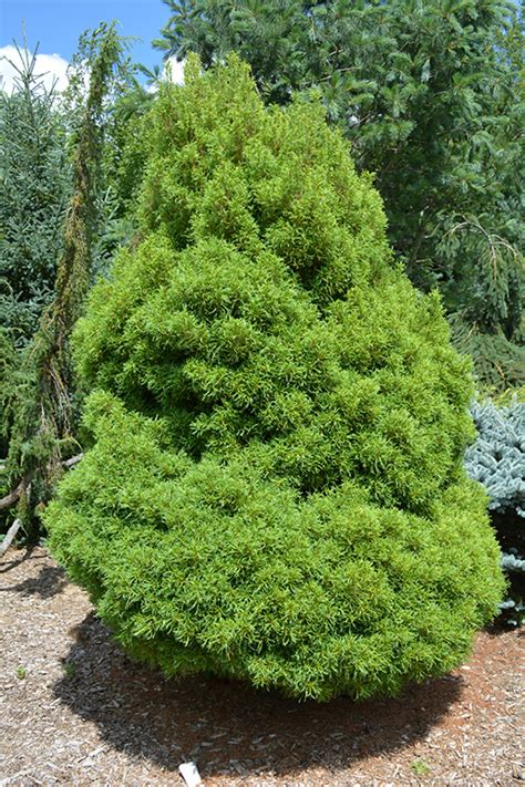 Tiny Kurls White Pine Pinus Strobus Tiny Kurls In Baltimore