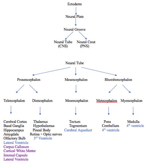 1 Development And Differentiation Diagram Quizlet