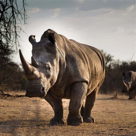 Download Rhinoceros Background