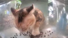 Ms Backslash StreetCatWiki