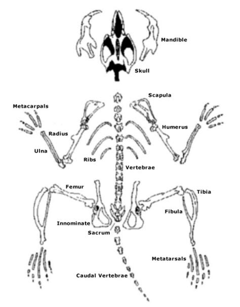 Nature Scavenger Hunt Owl Pellet Dissection