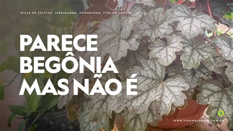 Parece BegÔnia Mas NÃo É Youtube