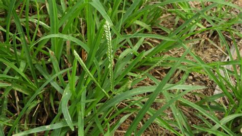 9 Surprising Health Benefits Of Goosegrass You Need To Know Green Garden