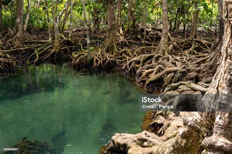 태국 타폼의 맹그로브 숲이 있는 놀라운 맑은 에메랄드 운하 에메랄드 수영장은 맹그로브 숲의 자연 배경에서 볼 수 없는 수영장입니다 0명에 대한 스톡 사진 및 기타 이미지