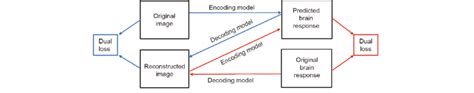 Improving Brain Encoding And Decoding With Dual Learning Dual Loss