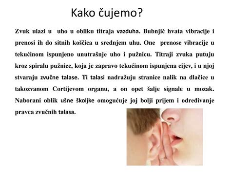 Ppt Čula Sluh I Miris Powerpoint Presentation Free Download Id