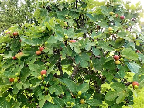 Hillcrest Farm Home Facebook