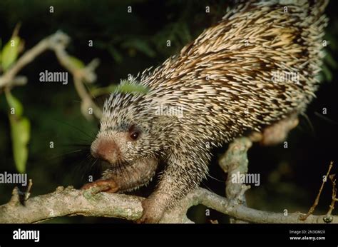 Prehensile Tailed Porcupine Coendou Prehensilis On A Branch Pantanal