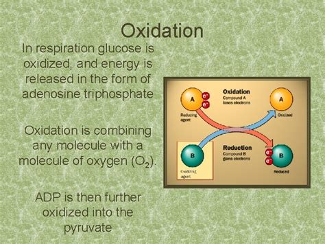 Cellular Respiration What Is Respiration Respiration Can Be
