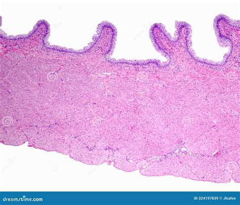 Urinary Bladder Layers Stock Image 324197839