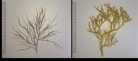 Whole Seaweed Plants A Gracilaria Manilaensis B Kappaphycus Alvarezii Download Scientific