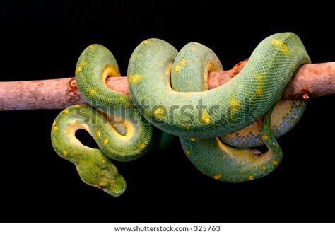 Green Tree Python Adult Perched On Stock Photo Shutterstock