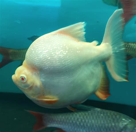 Short Body Albino Red Belly Pacu Piaractus Brachypomum Predatory Fins