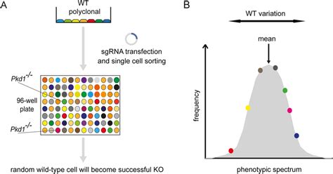 Model Explaining Heterogeneity Of Polyclonal Knockout Cell Lines A