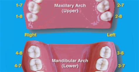 Tooth Numbering System For Supernumerary Teeth Album On Imgur