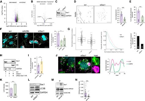 Nutrient Regulated Control Of Lysosome Function By Signaling Lipid Conversion Cell