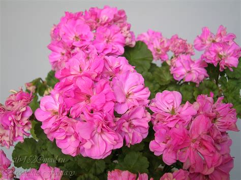 Пеларгония Ю Княгиня Фото – Telegraph